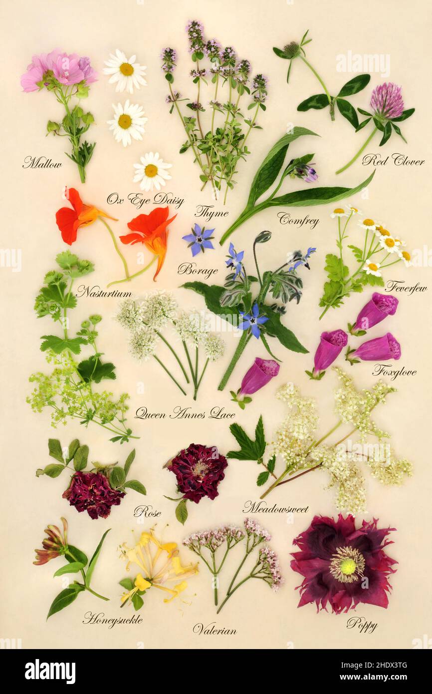 Nature study with flowers & herbs for herbal plant medicine remedies ...