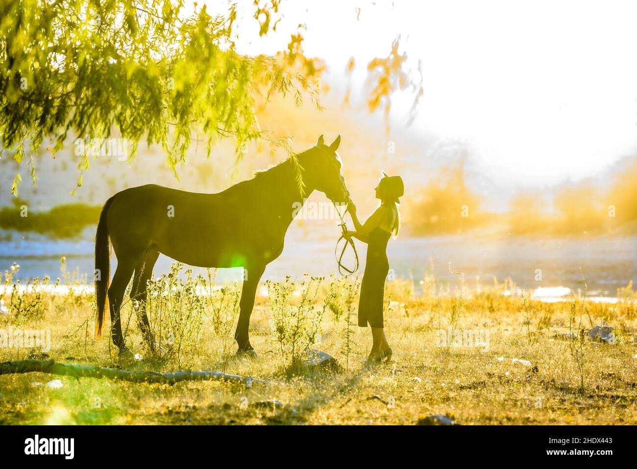 summer, horse, excursion, summers, horses, excursions, trip, trips ...