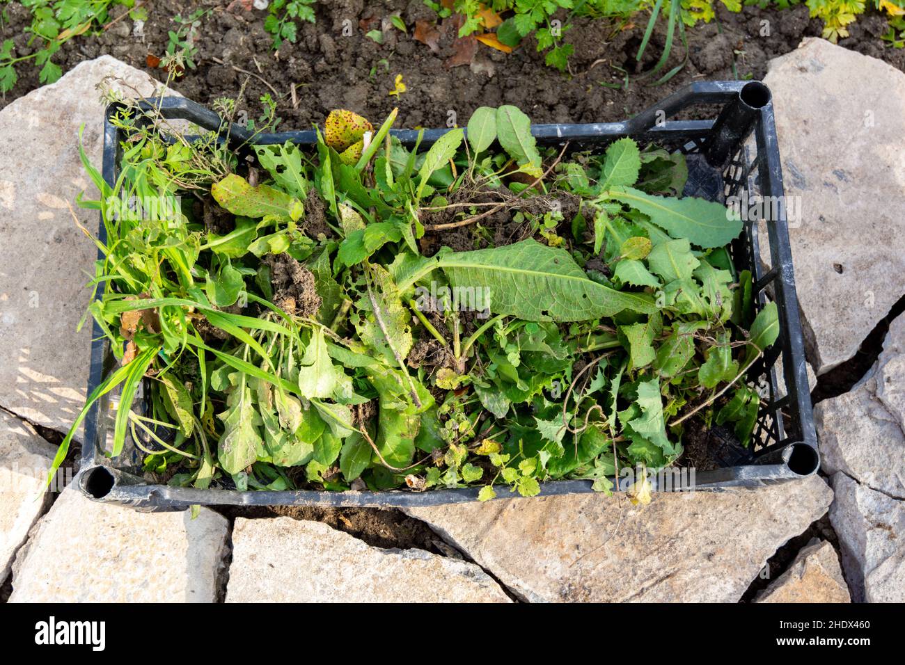 weed, weeding, weeds Stock Photo - Alamy