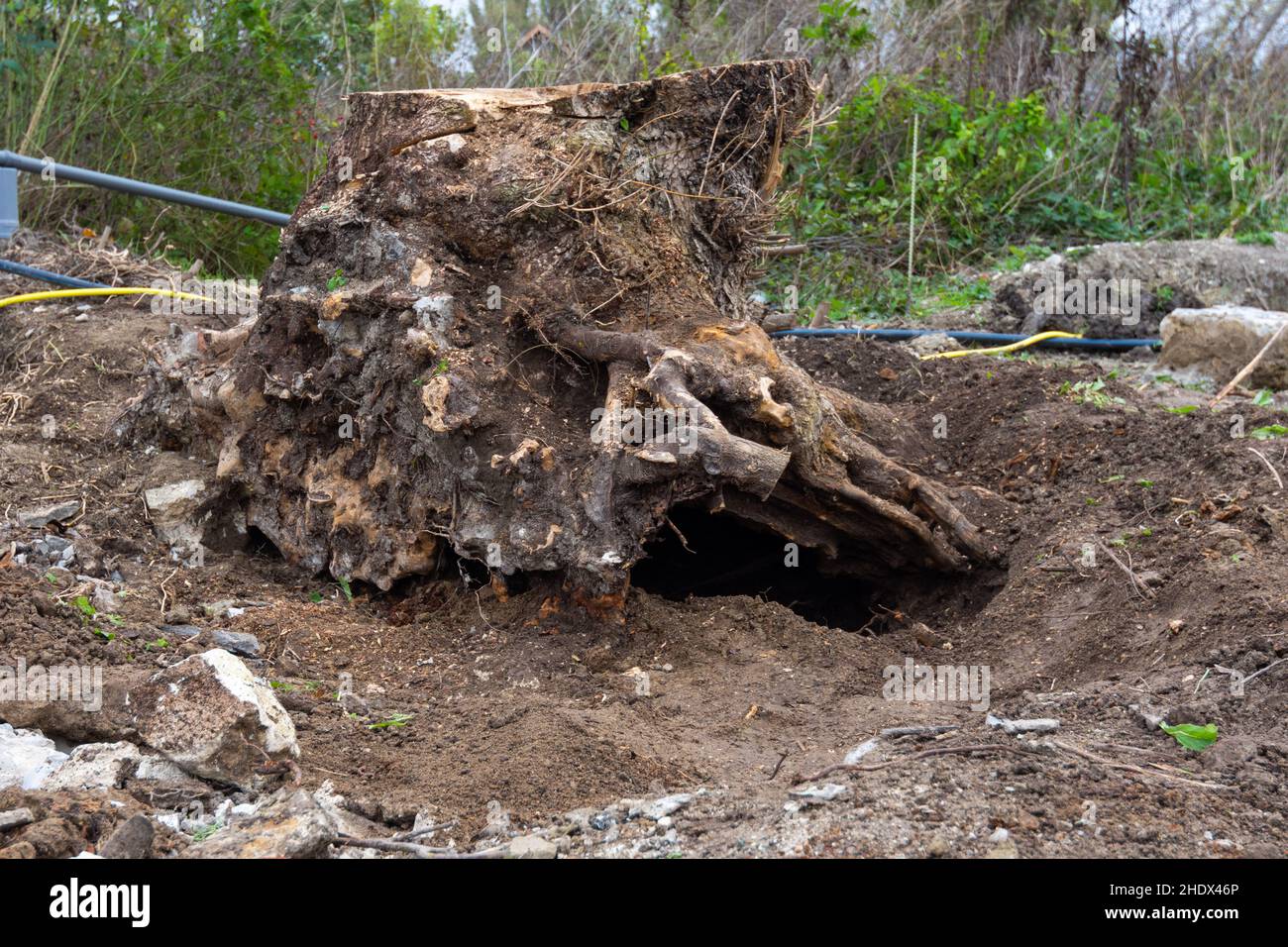 tree stump, excavation, tree stumps, excavations Stock Photo - Alamy