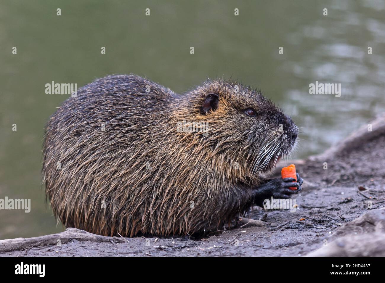 beaver, nutria, swamp beaver, beavers, coypu, nutrias Stock Photo - Alamy