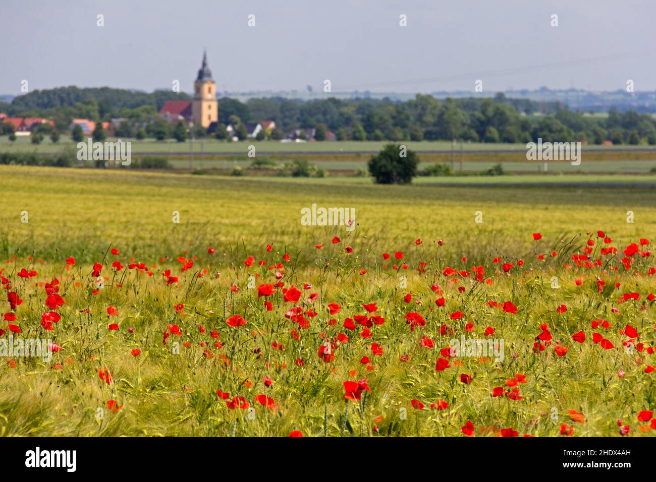 village, poppies flowers, rural scene, villages, poppy, country ...