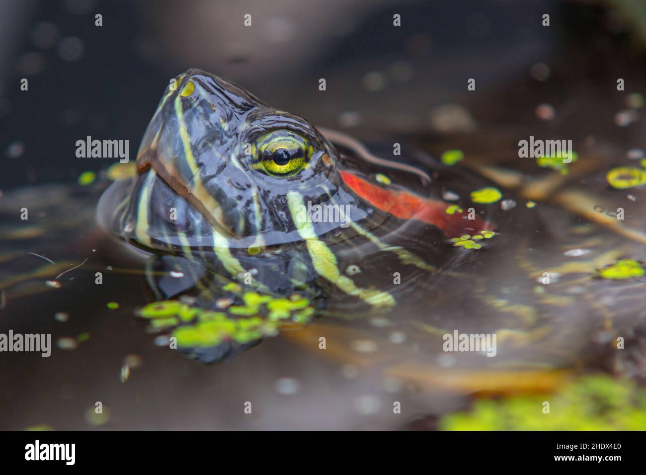 turtle, red eared slider, turtles Stock Photo - Alamy