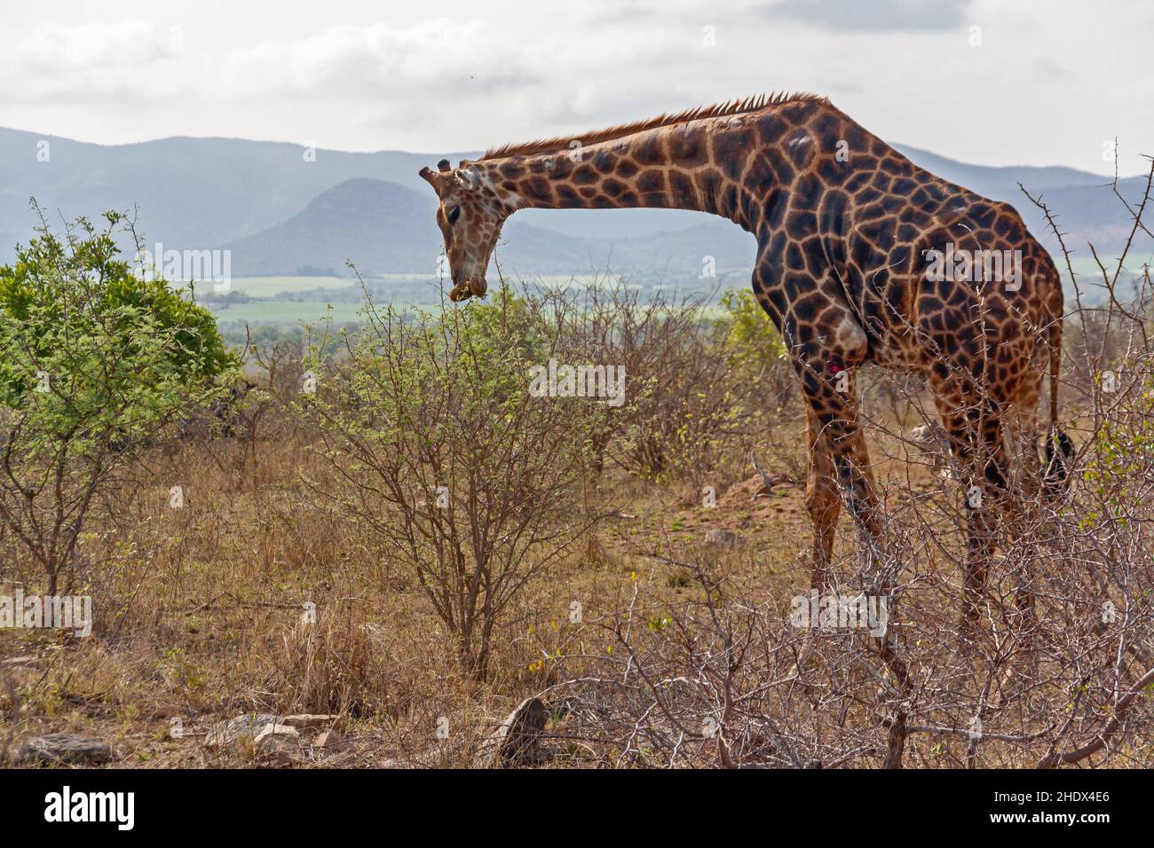 giraffe, kruger national park, giraffes, kruger national parks Stock ...