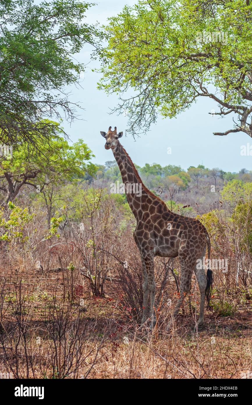 giraffe, kruger national park, giraffes, kruger national parks Stock ...