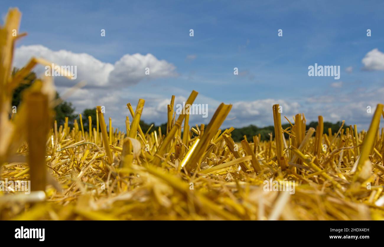 field, field stubble, harvested, fields, field stubbles, harvesteds ...