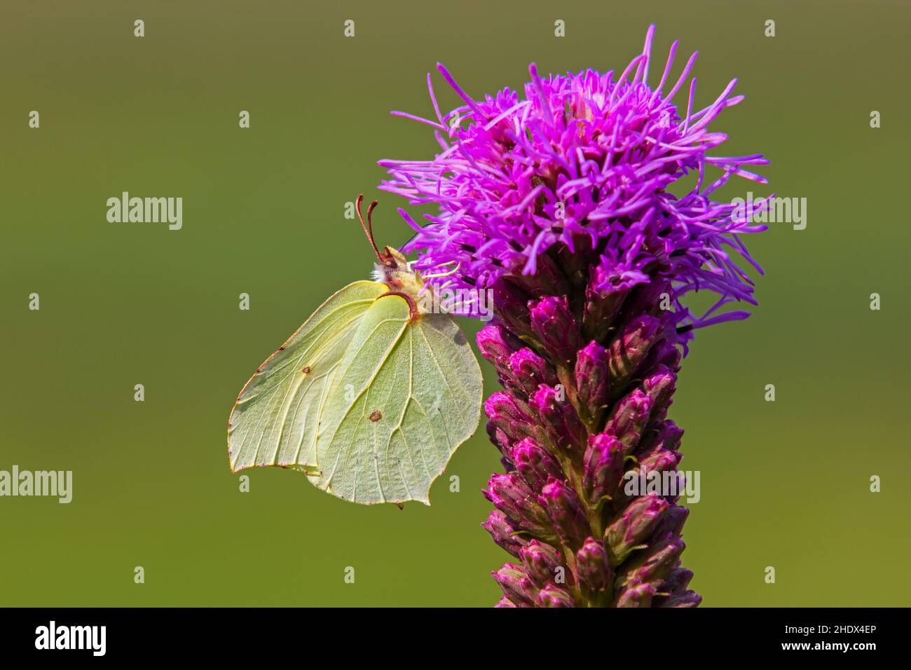 brimstone butterfly, butterflies, brimstone butterflies, butterfly ...
