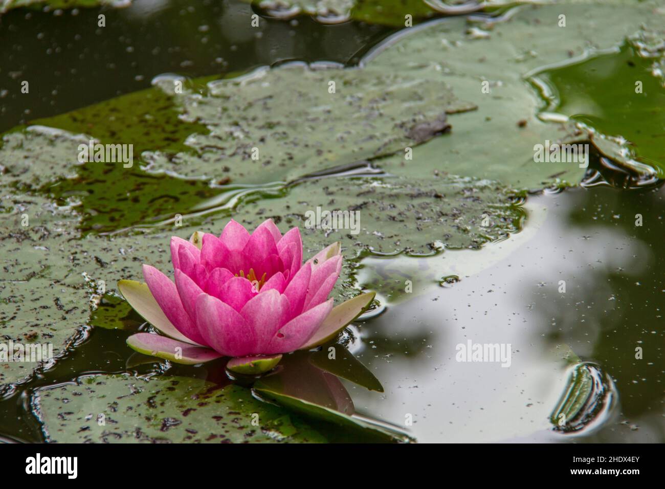 water lily, rose pond, water lilies, waterlilie, waterlilies, rose ...