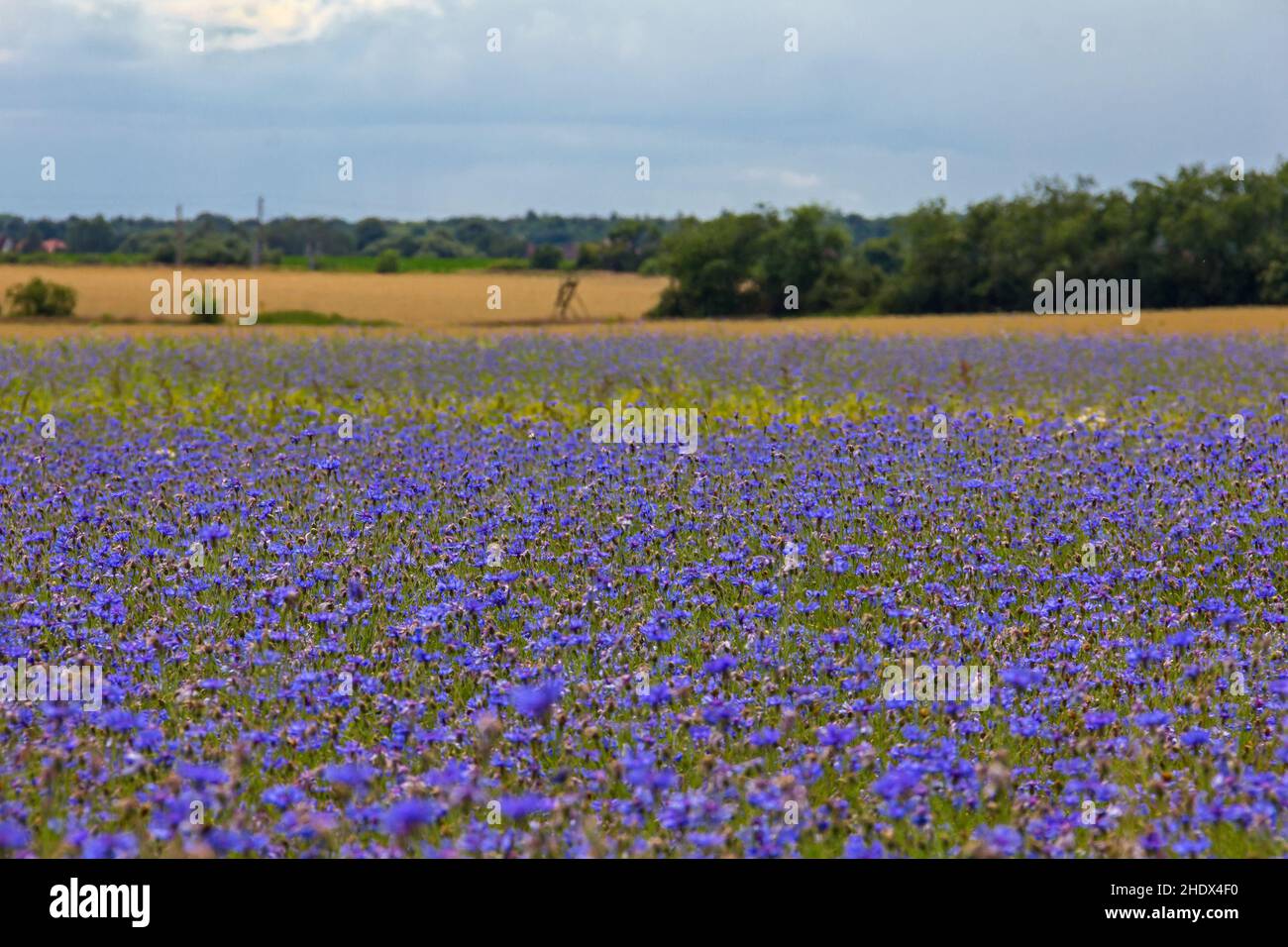 field, cornflower, fields, cornflowers Stock Photo - Alamy