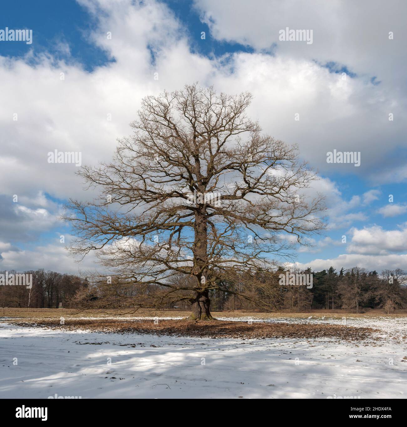 winter, oak tree, winters, oak trees Stock Photo - Alamy