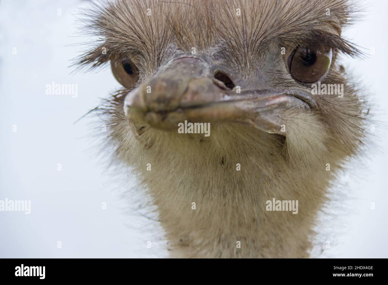 Ostrich portraits hi-res stock photography and images - Alamy