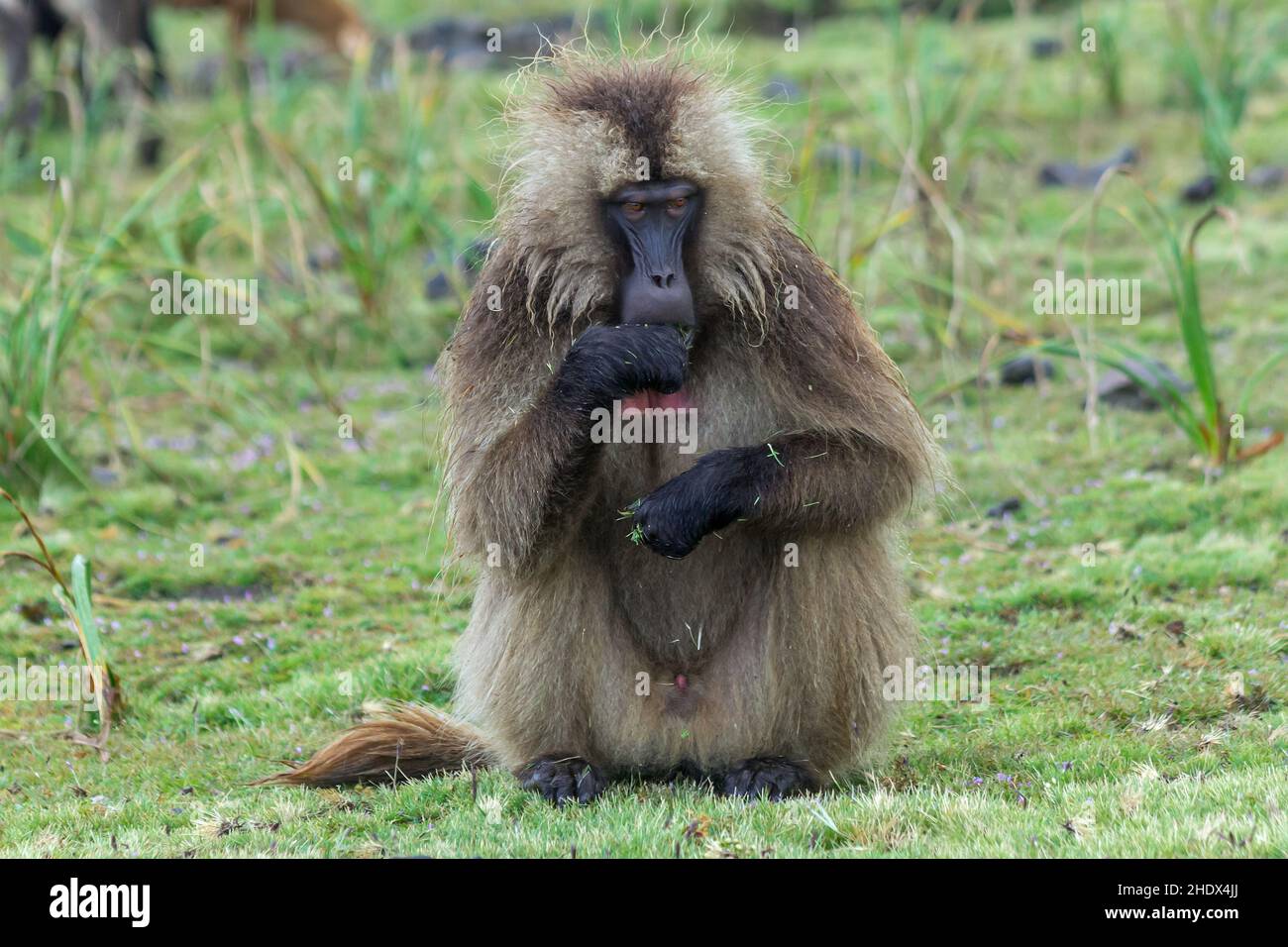 baboon, gelada, baboons, geladas Stock Photo - Alamy