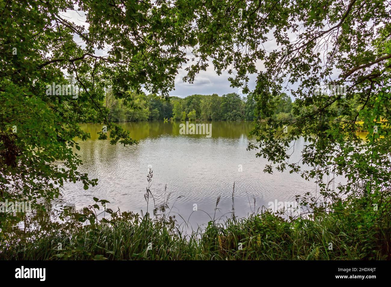 lake, biotope, lakes, biotopes Stock Photo - Alamy