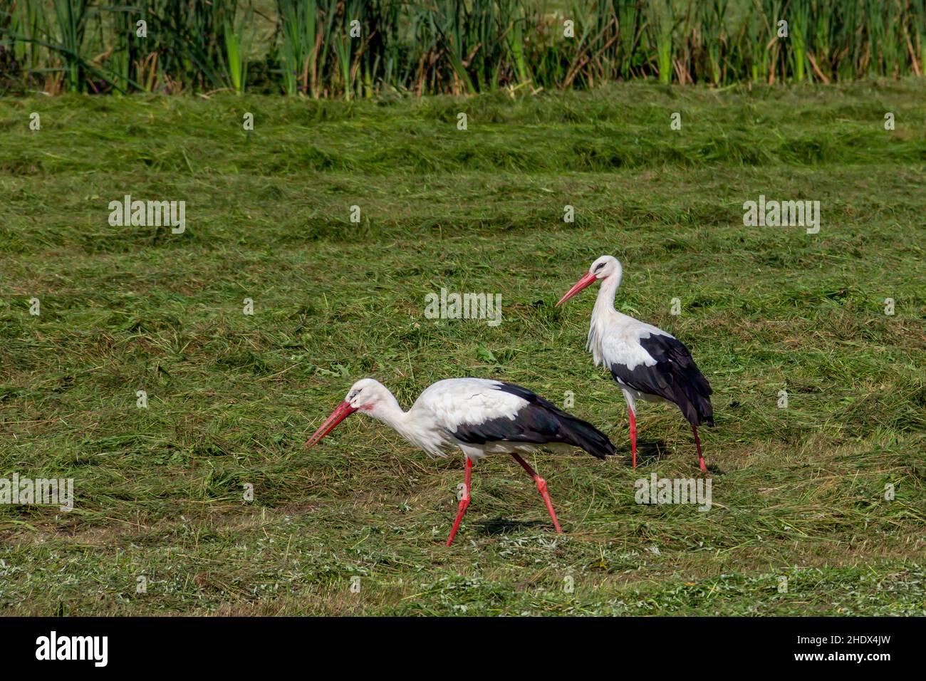 stork couple, stork couples Stock Photo - Alamy
