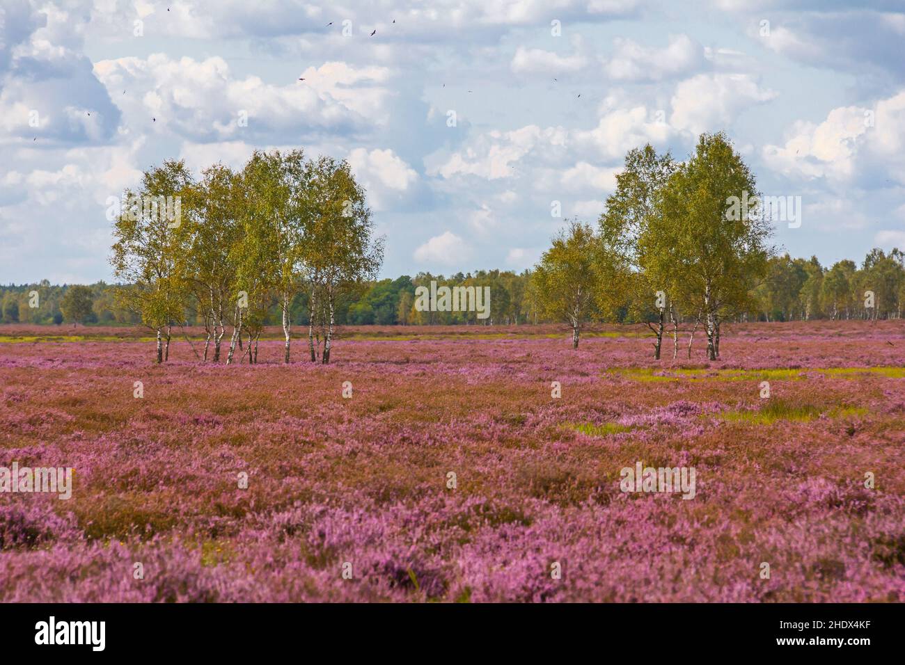 Heath landscapes hi-res stock photography and images - Alamy