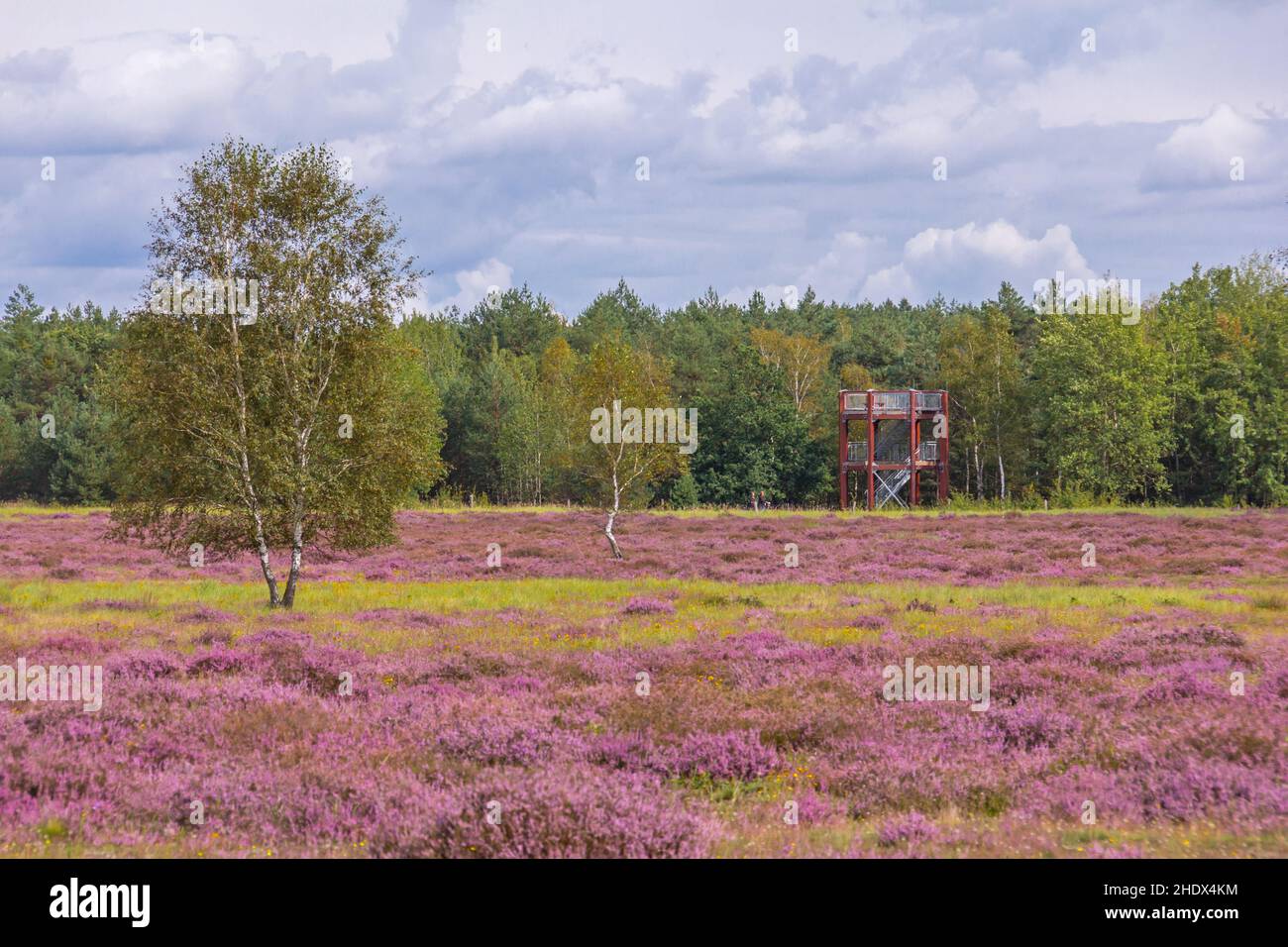 Saxonies hi-res stock photography and images - Alamy