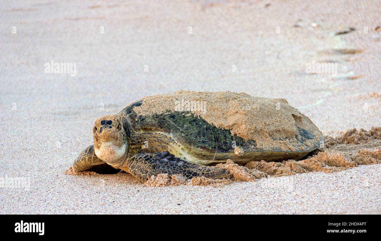 Turtles spawning hi-res stock photography and images - Alamy