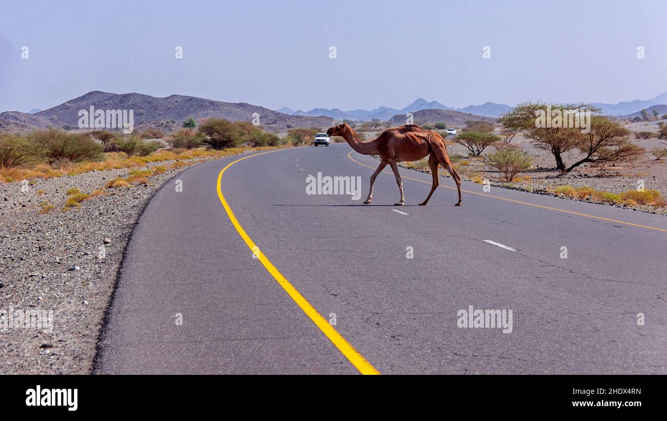camel, road, oman, camels, roads, street, streets, omans Stock Photo ...