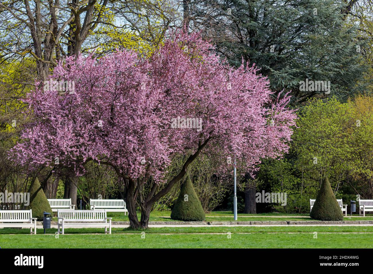 almond tree, almond trees Stock Photo - Alamy