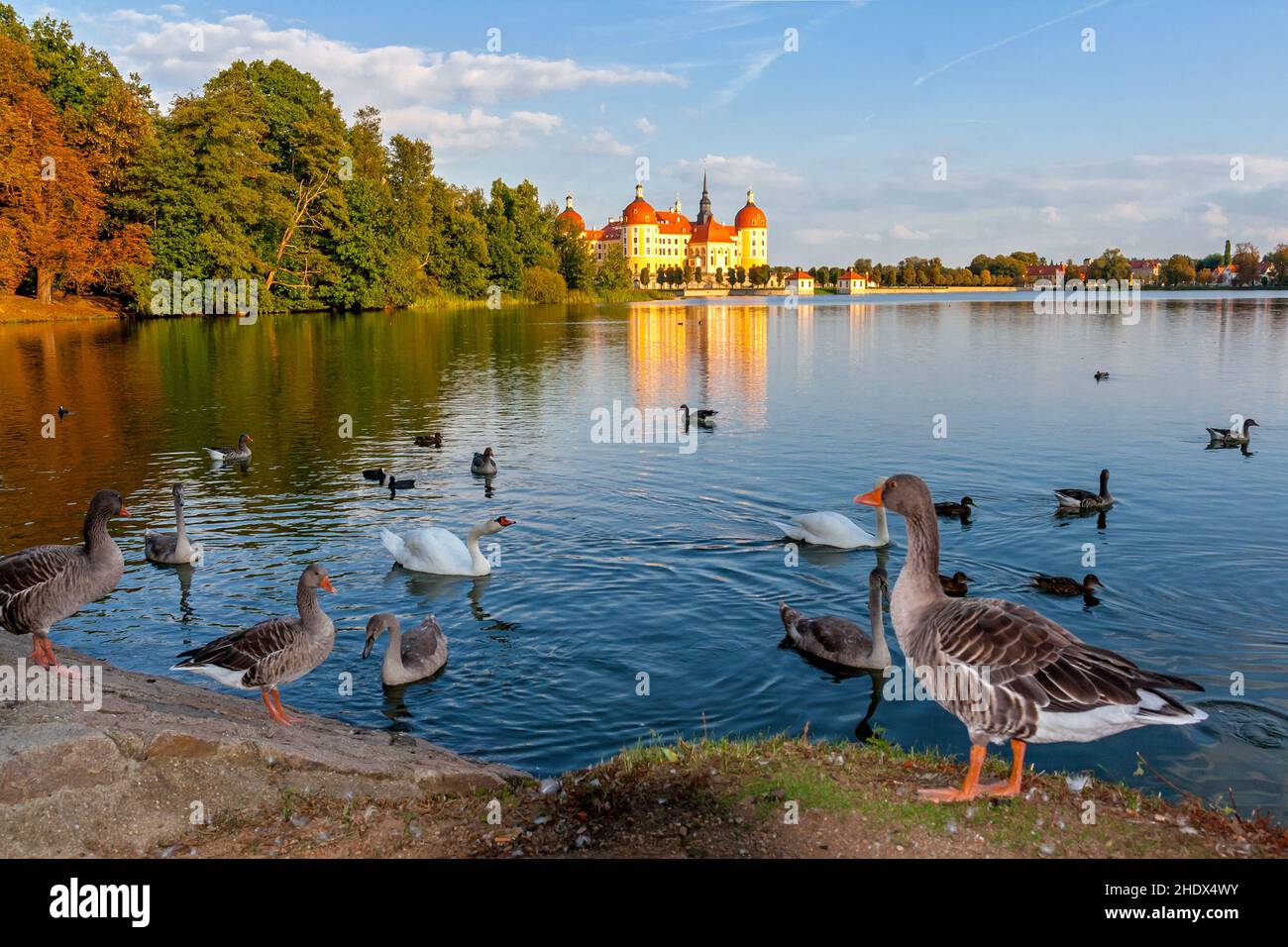 moritzburg castle, castle pond, schloss moritzburgs, castle ponds Stock ...