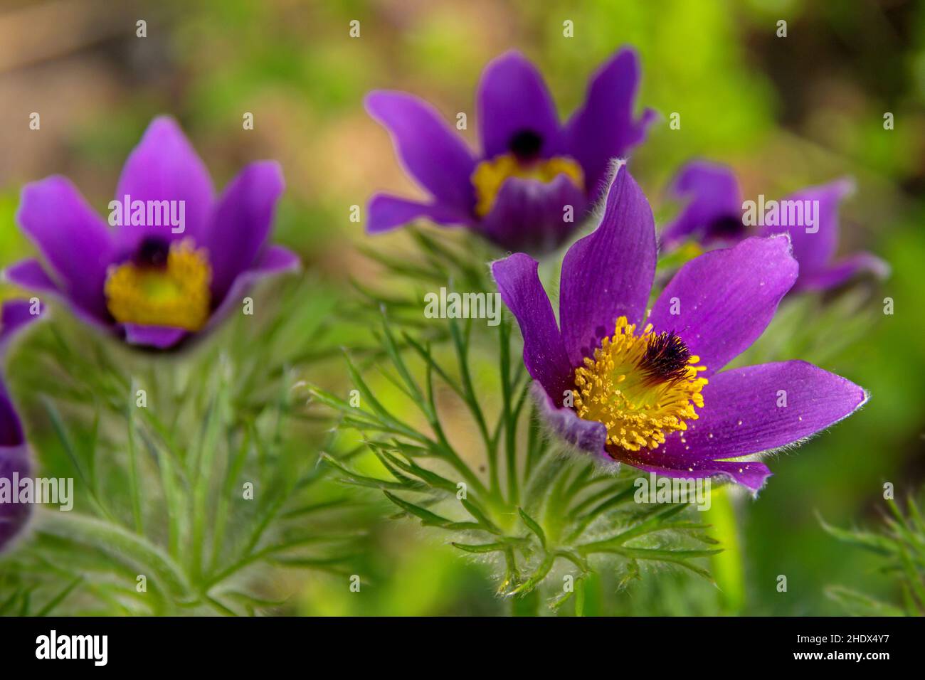 Ordinary anemones hi-res stock photography and images - Alamy