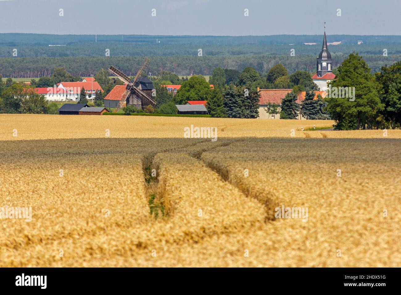 saxony, grainfield, saxonies, grainfields Stock Photo - Alamy