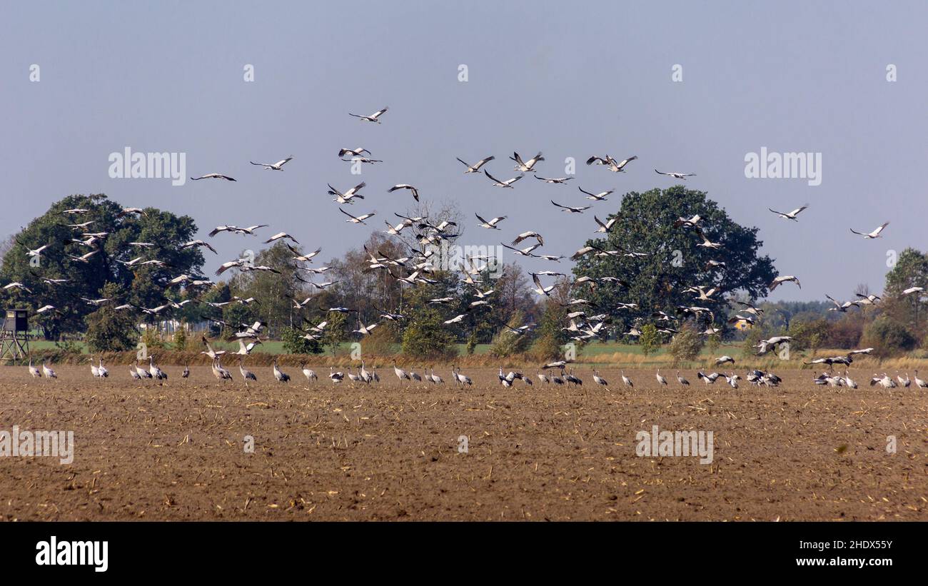 crane, bird migration, cranes, bird migrations Stock Photo - Alamy