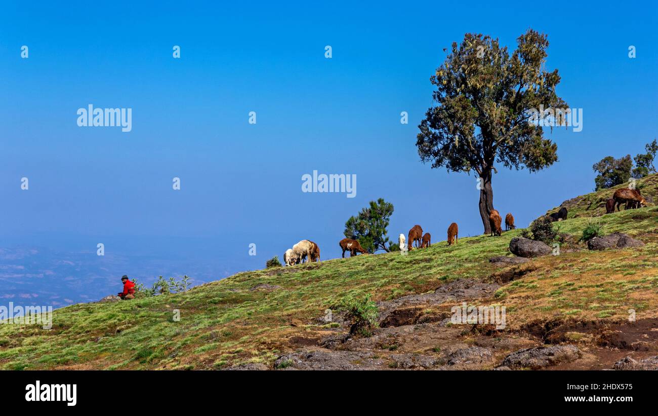 high country, ethiopia, goat herd, high countries, highland, highlands ...