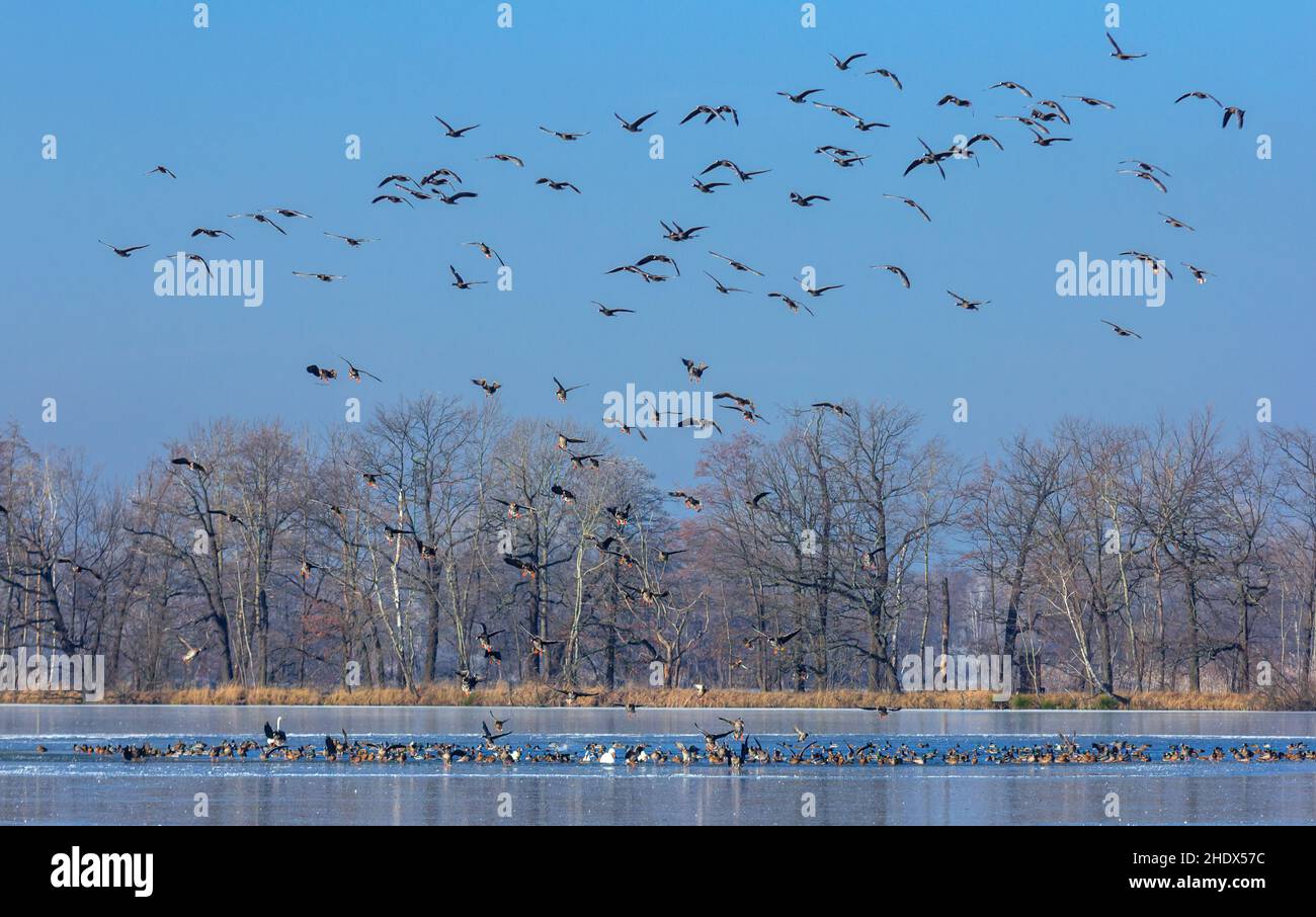 lake, winter, geese, lakes, winters, geeses Stock Photo - Alamy