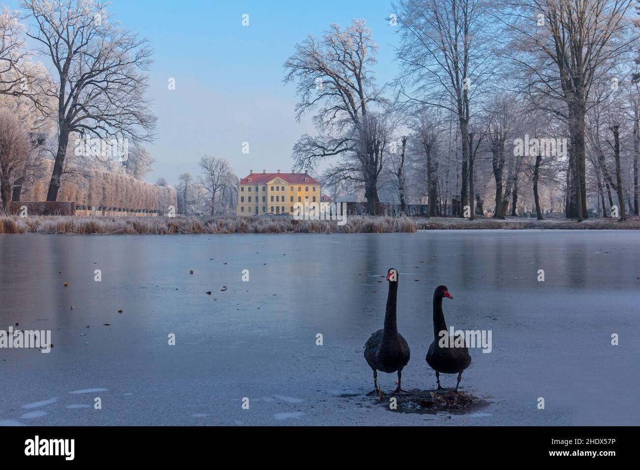 black swan, castle pond, Zabeltitz Palace, black swans, castle ponds ...