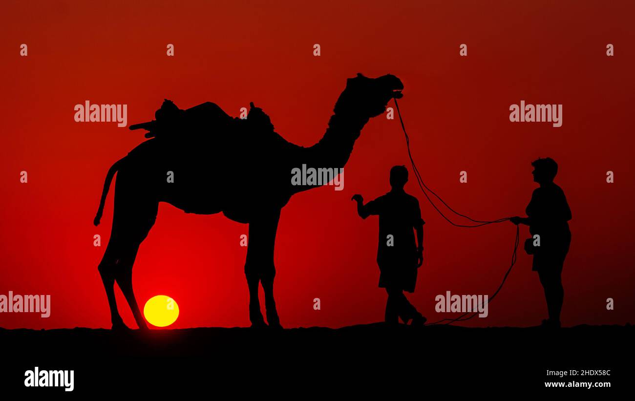silhouette, sunset, camel, silhouettes, sunsets, camels Stock Photo - Alamy