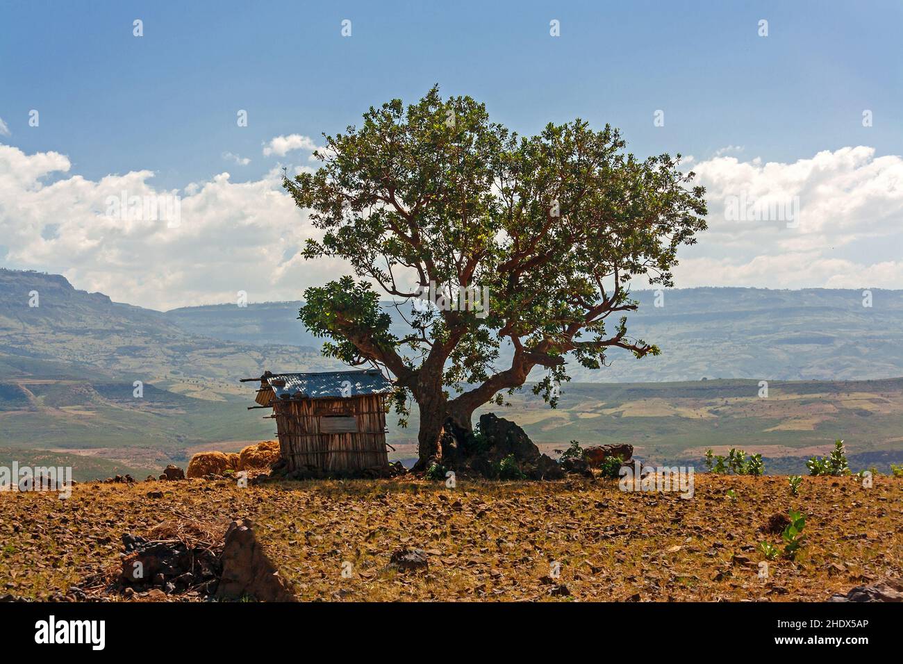 cabin, old tree, ethiopia, cabins, old trees, ethiopias Stock Photo - Alamy