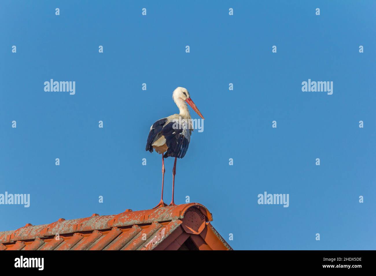 Storks cool cool cool hi-res stock photography and images - Alamy