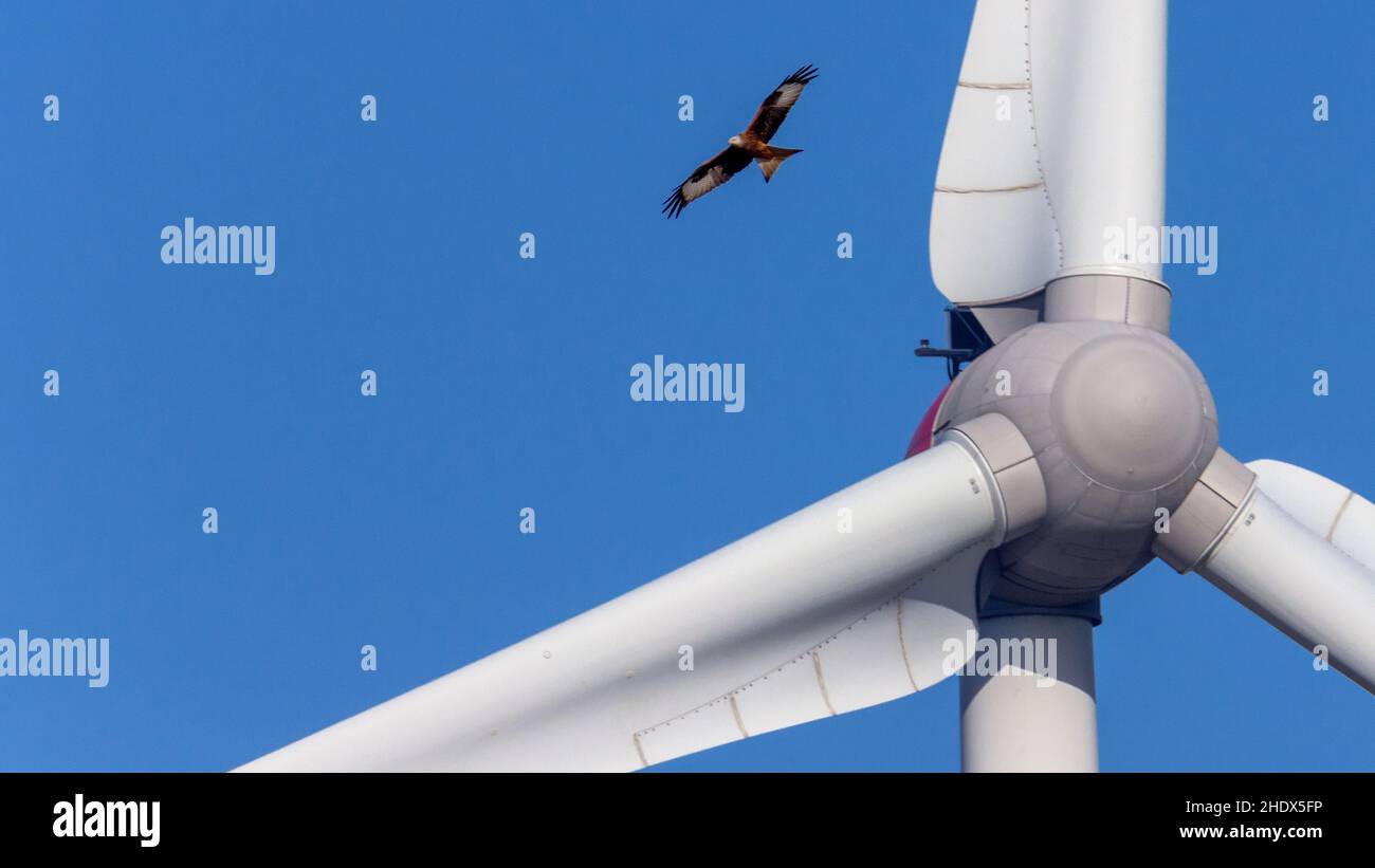 Red kite wind turbine hi-res stock photography and images - Alamy