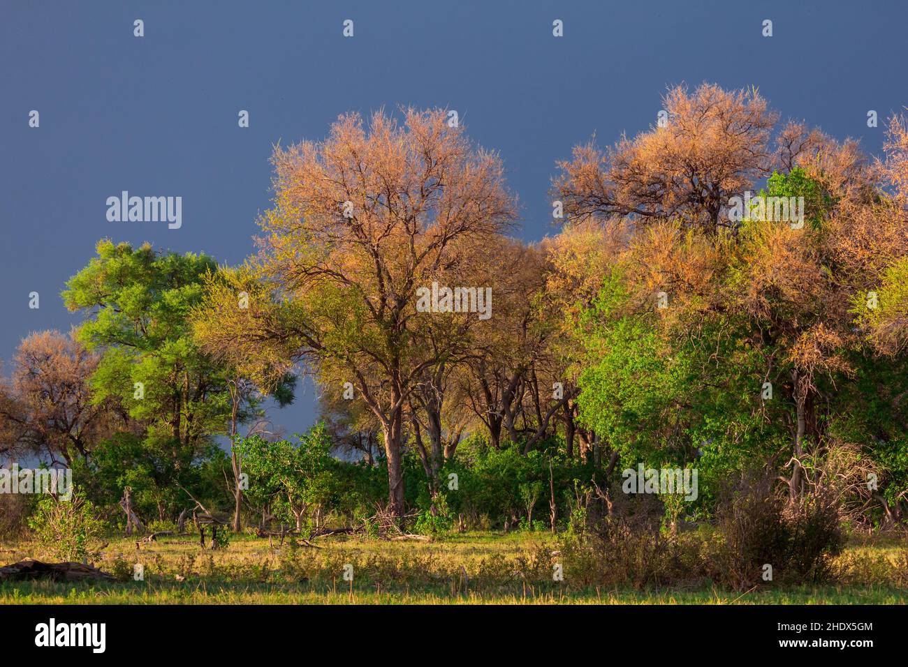 trees, botswana, Okavango Delta, tree, botswanas Stock Photo - Alamy