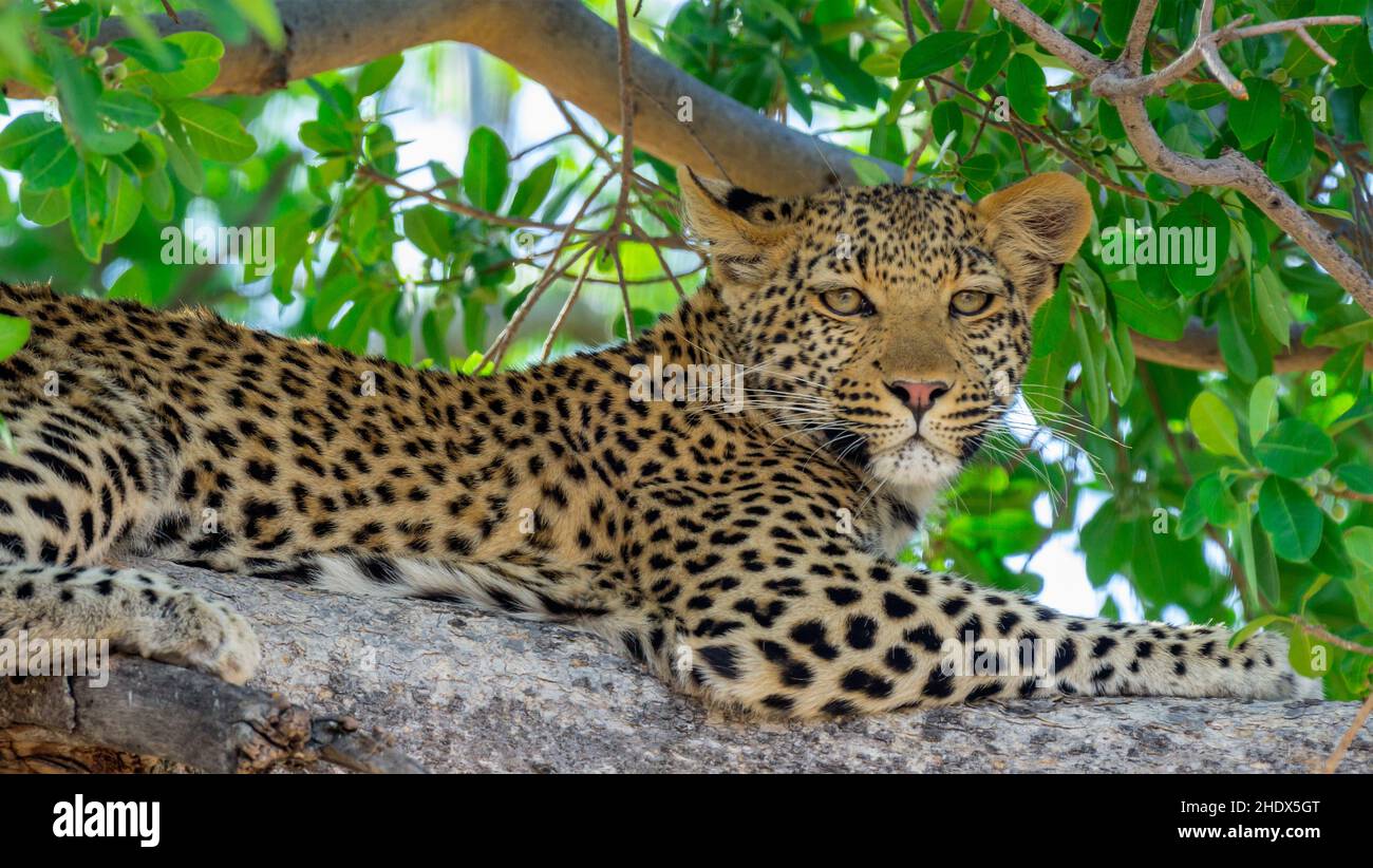 leopard, display boards Stock Photo - Alamy