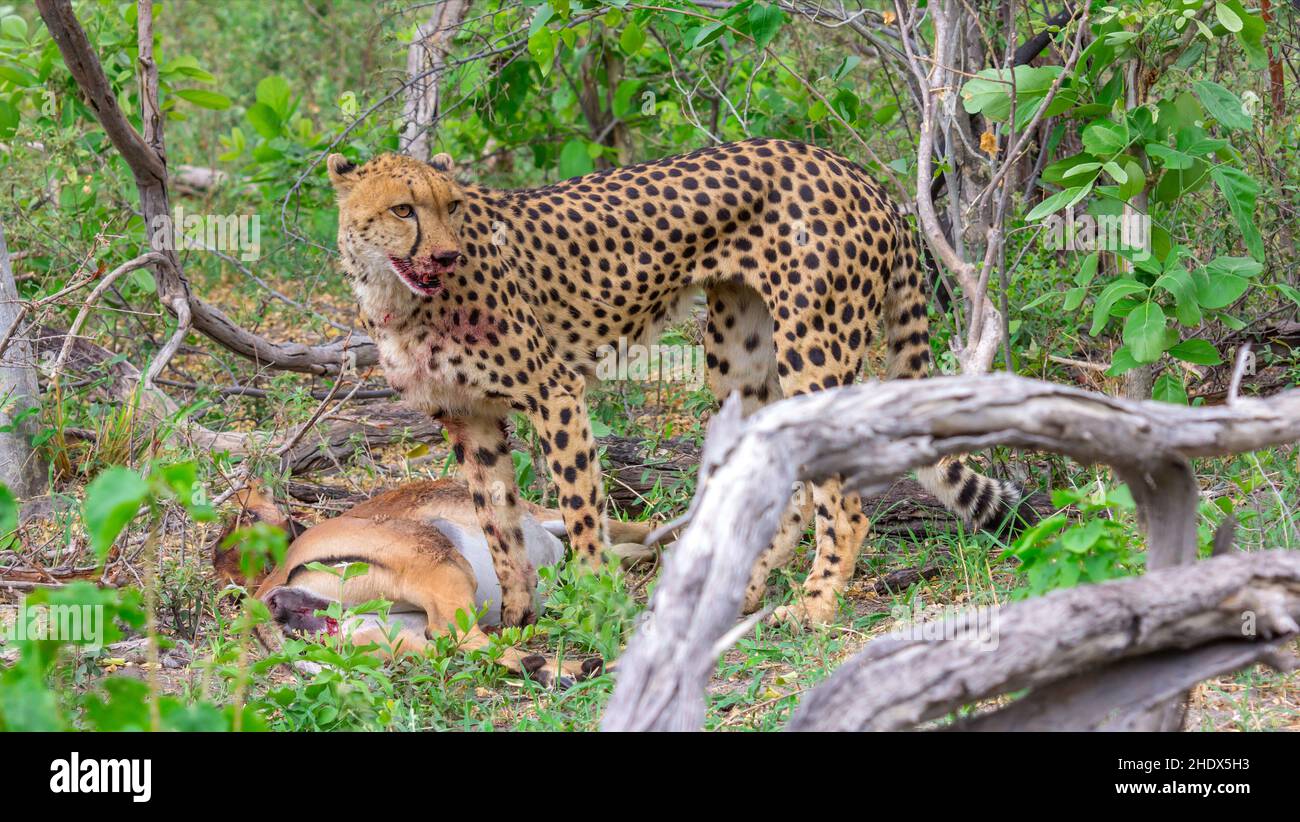 predator, cheetah, predators, cheetahs Stock Photo - Alamy