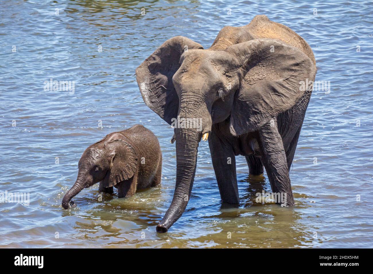 Botswana’s african elephant hi-res stock photography and images - Alamy