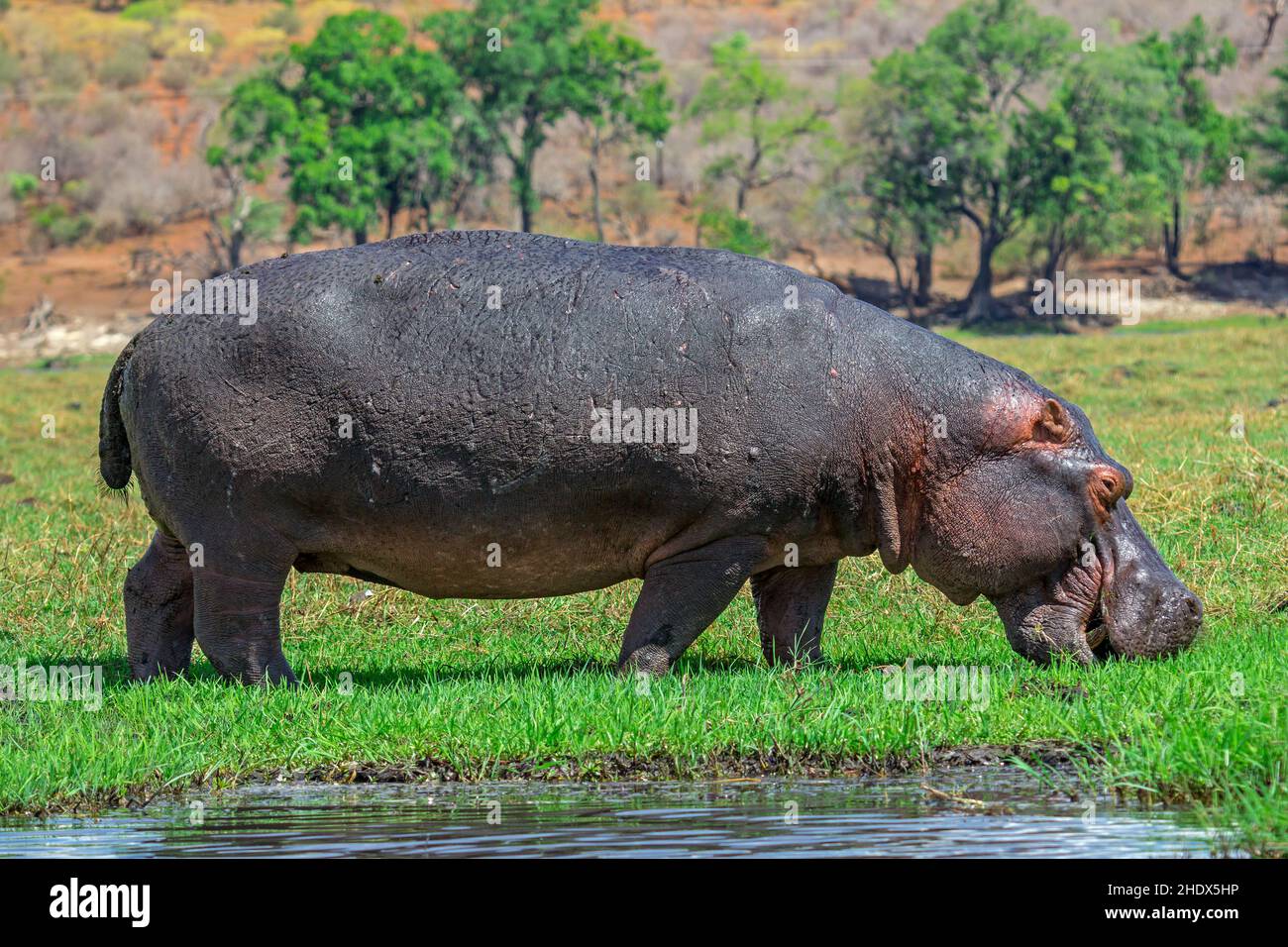 Hippopotamus scars hi-res stock photography and images - Alamy