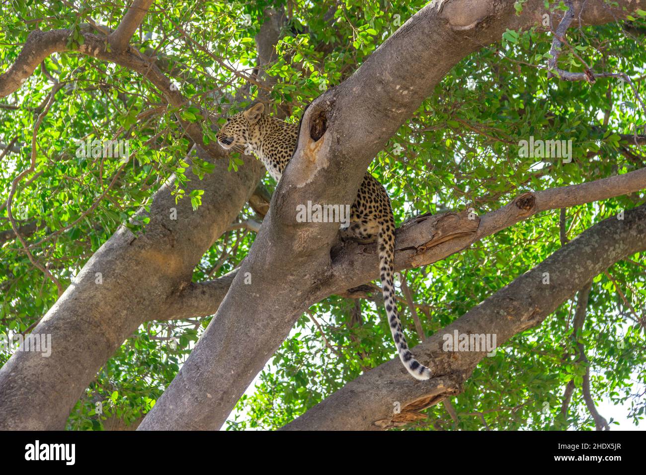 leopard, display boards Stock Photo - Alamy