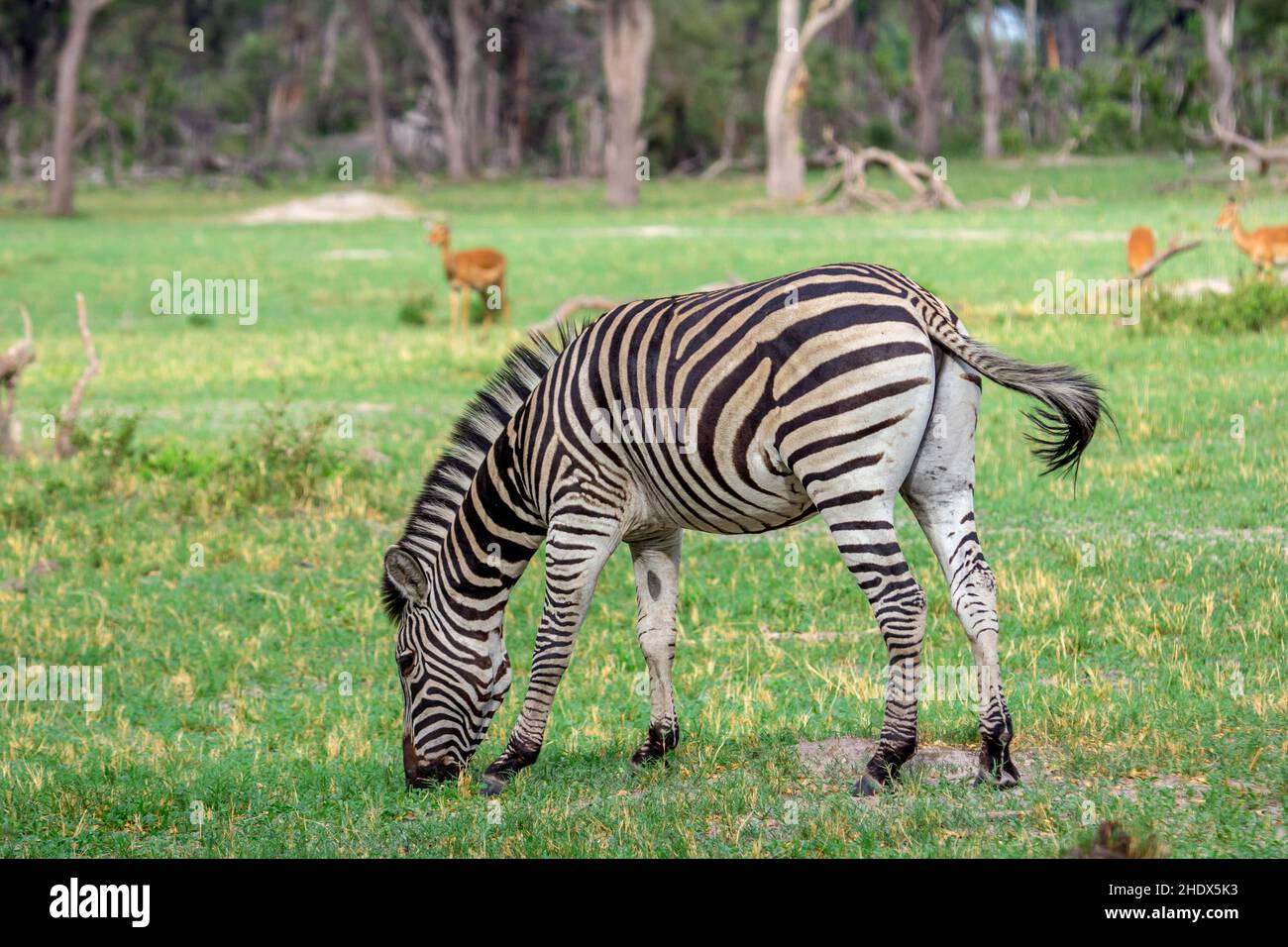 grazing, zebra, zebras Stock Photo - Alamy