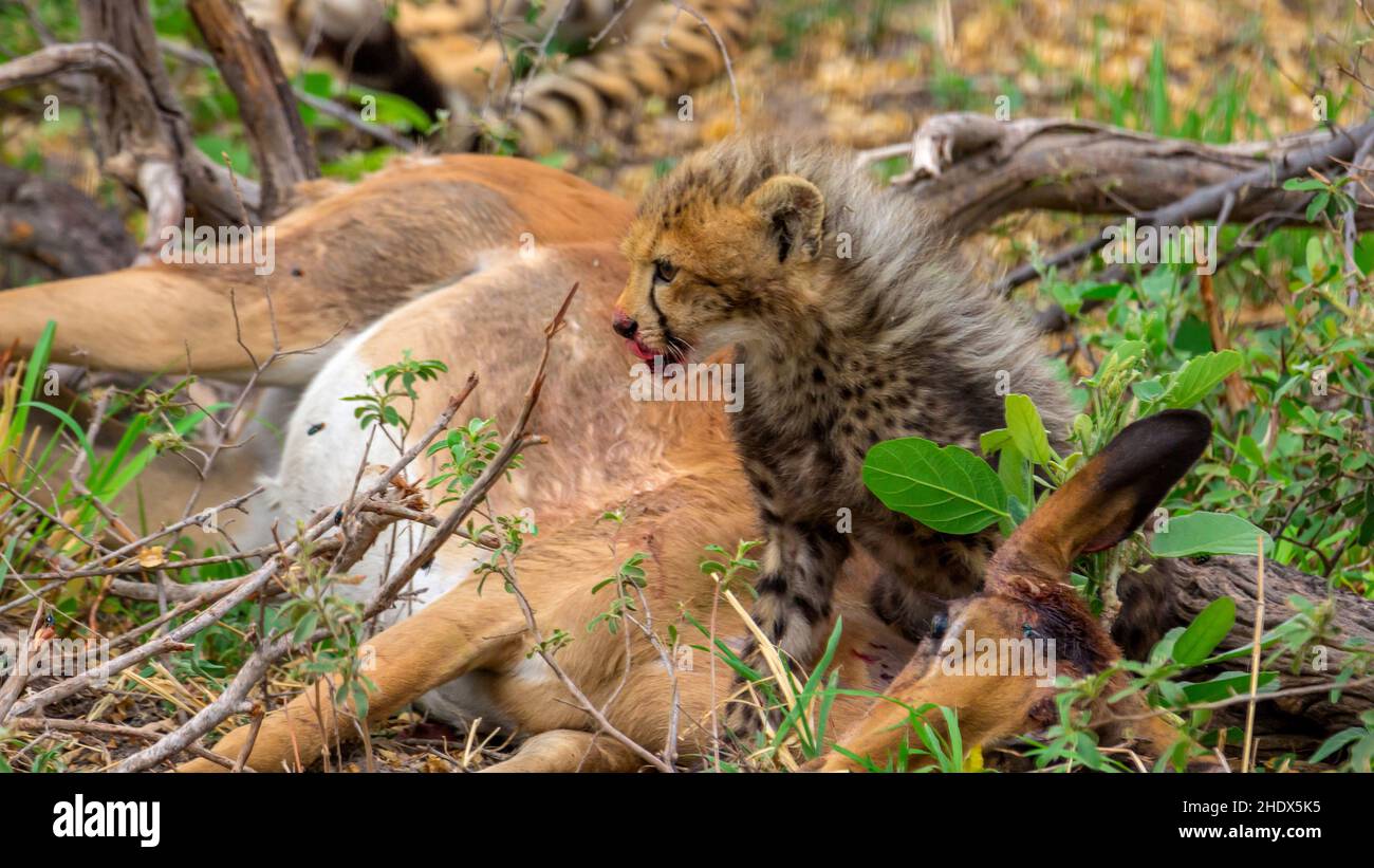 prey, cheetah, cheetahs Stock Photo - Alamy