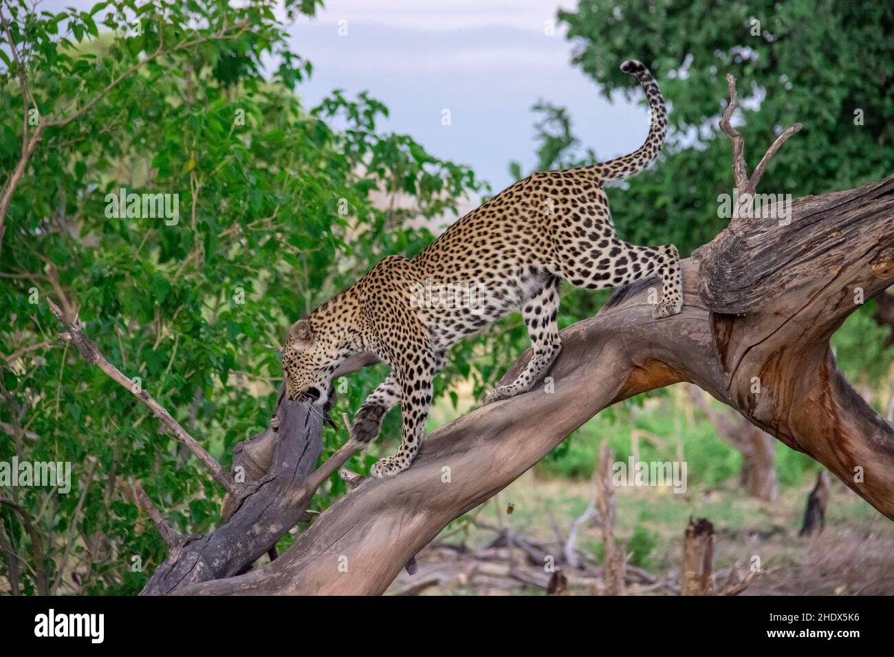 leopard, display boards Stock Photo - Alamy