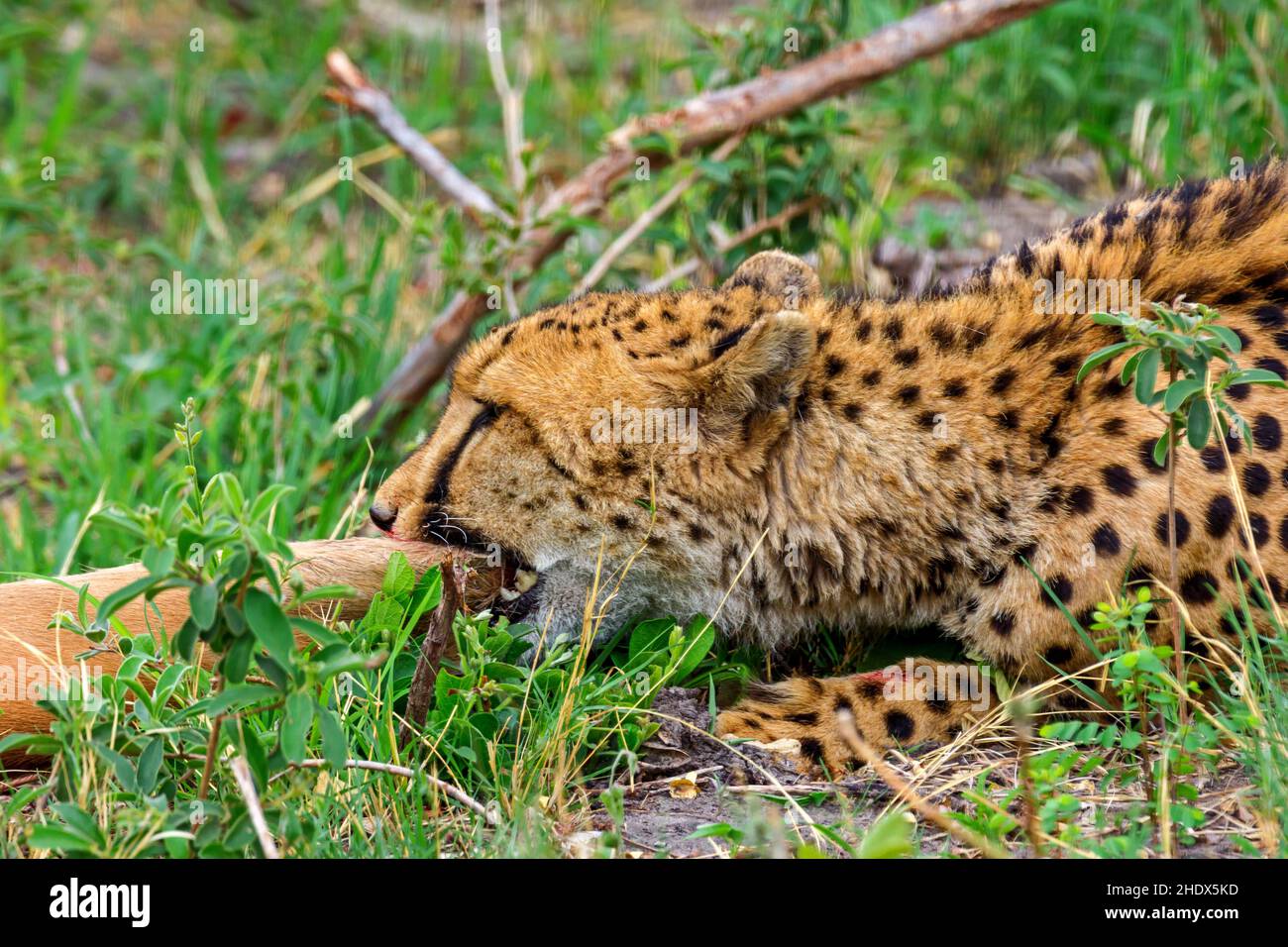 Cheetahs eating the prey hi-res stock photography and images - Alamy