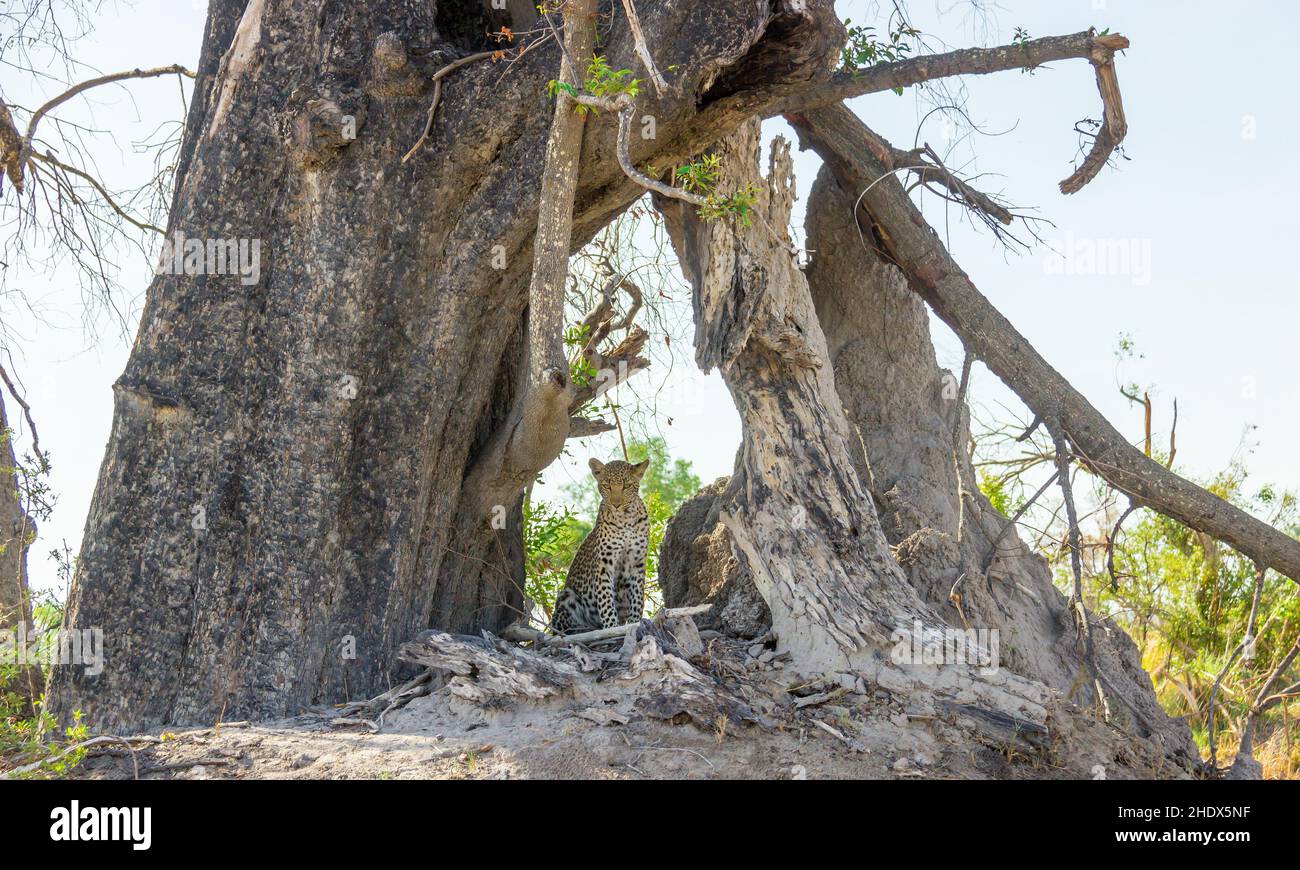 leopard, display boards Stock Photo - Alamy