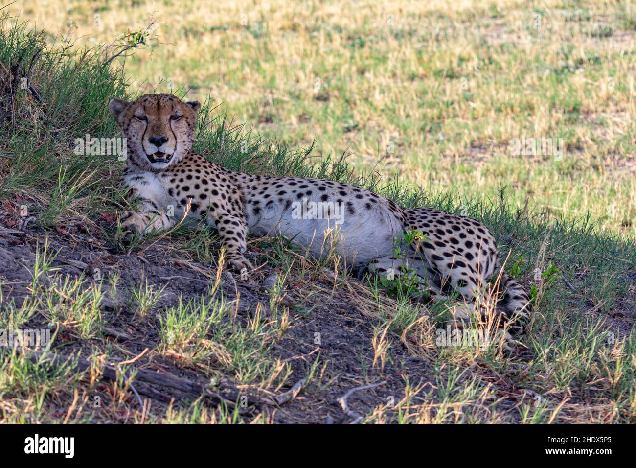 cheetah, rest, cheetahs, break, resting Stock Photo - Alamy