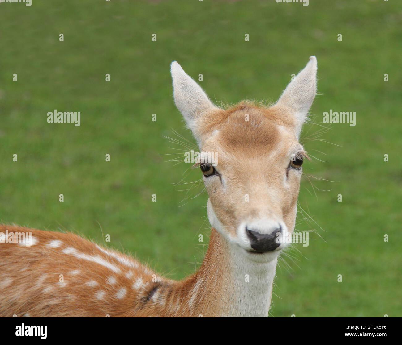 The Beautiful Face of a Young Fallow Deer Stock Photo - Alamy