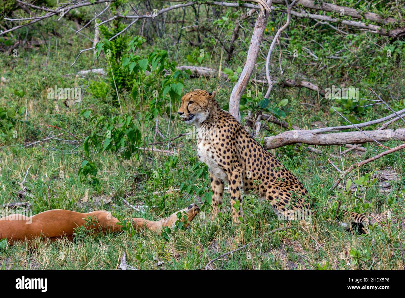 Cheetah hunting impala hi-res stock photography and images - Alamy