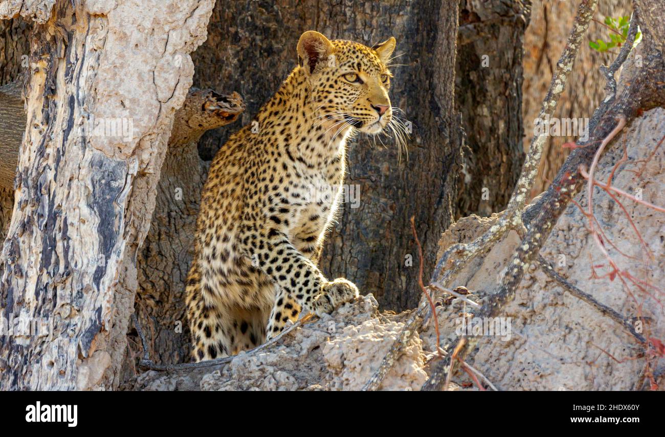 leopard, display boards Stock Photo - Alamy