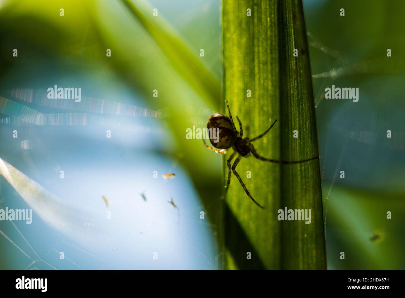 spider web, dew, spider, spider webs, dews, spiders Stock Photo - Alamy